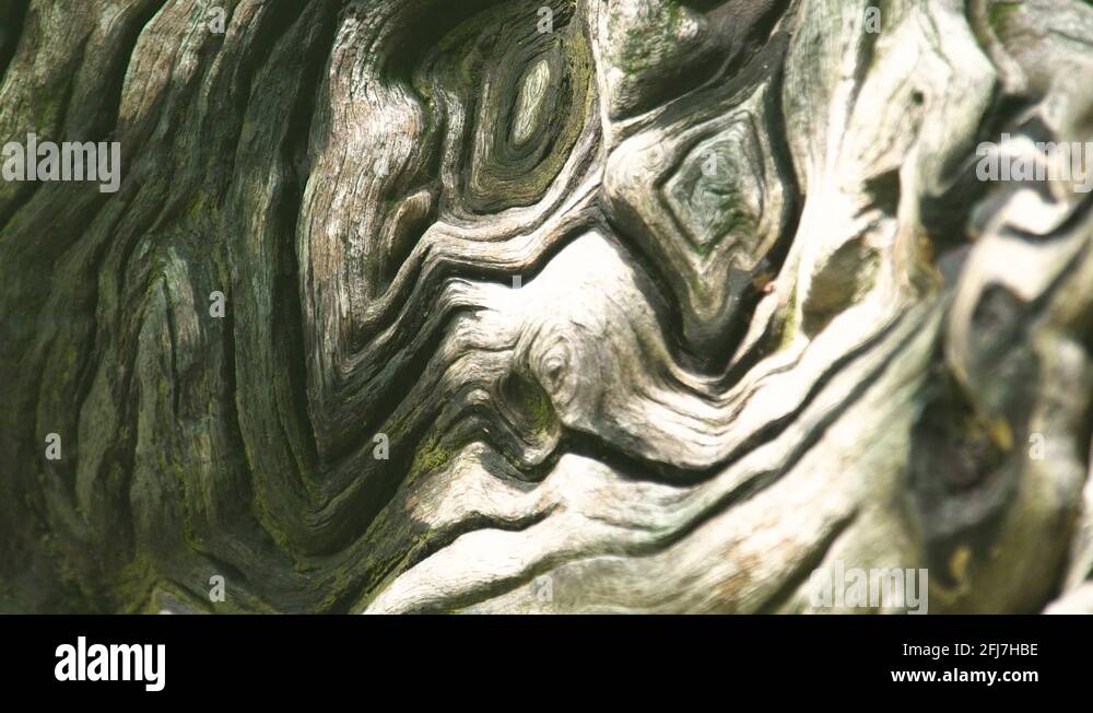 Surface trunk structure Stock Videos & Footage - HD and 4K Video Clips ...