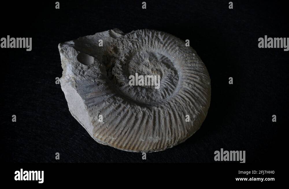Closeup fossilized ammonite extinct marine Stock Videos & Footage - HD ...