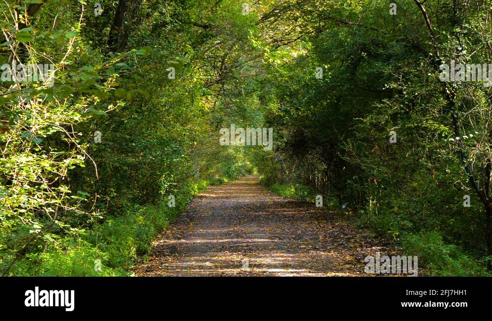 Amazing leaf Stock Videos & Footage - HD and 4K Video Clips - Alamy