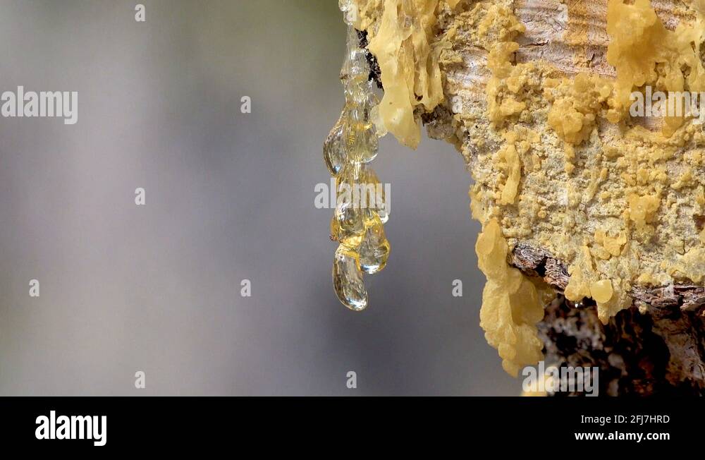 Tree sap drip Stock Videos & Footage - HD and 4K Video Clips - Alamy