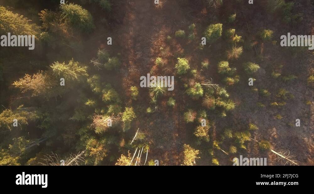 Unique forest Stock Videos & Footage - HD and 4K Video Clips - Alamy