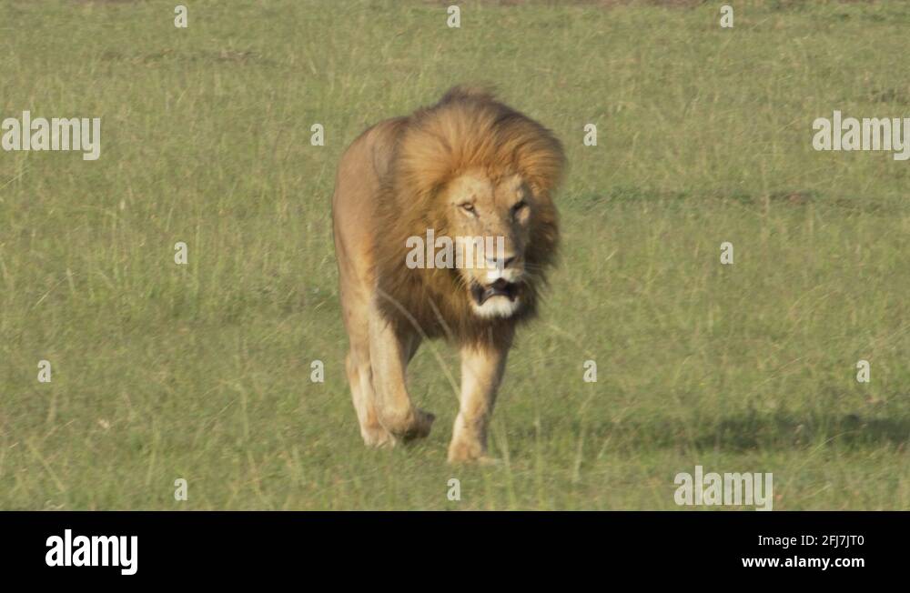 Lion head back Stock Videos & Footage - HD and 4K Video Clips - Alamy