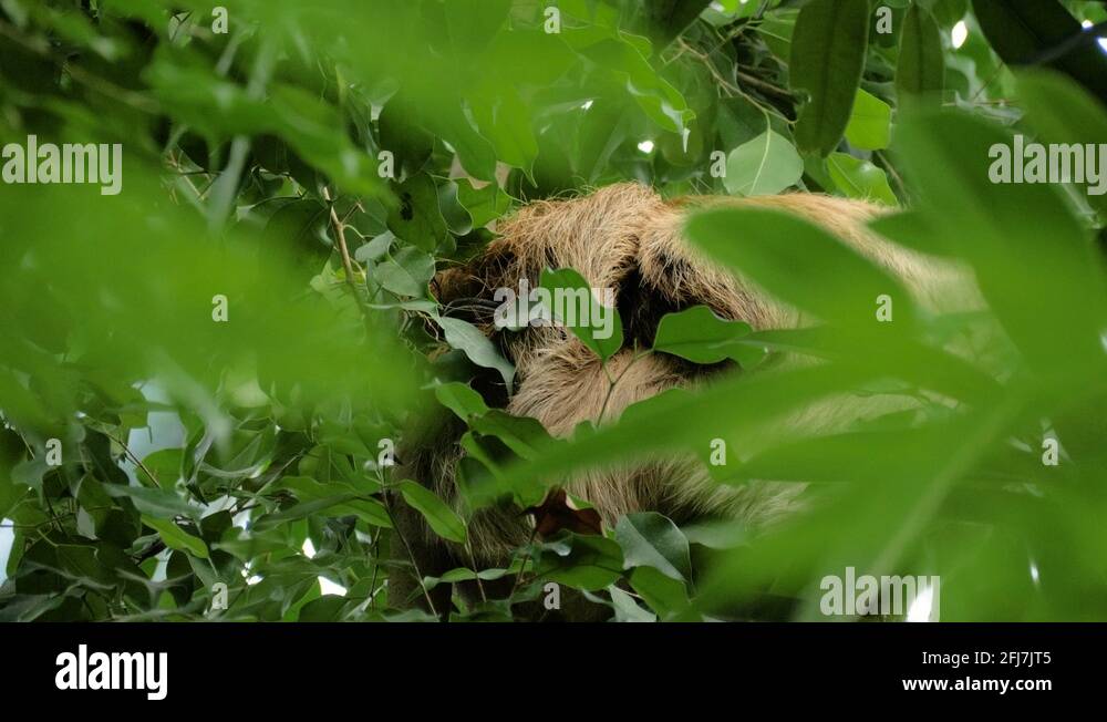 Peru and honduras Stock Videos & Footage - HD and 4K Video Clips - Alamy