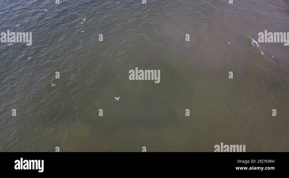 Birds eating fish Stock Videos & Footage - HD and 4K Video Clips - Alamy