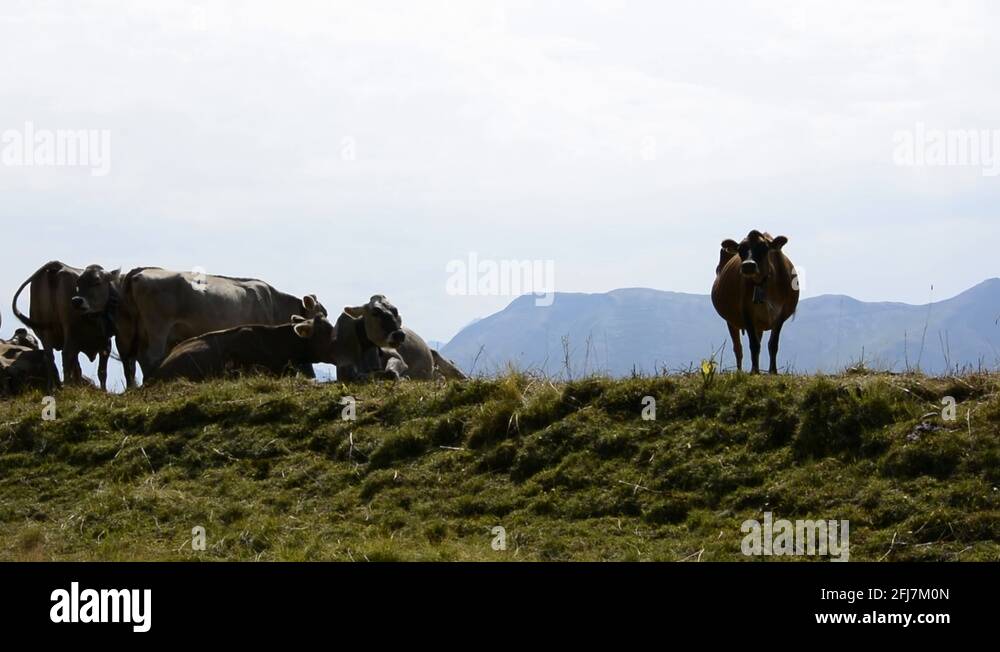 Swiss cow with in the background the Swiss Alps Stock Video Footage - Alamy