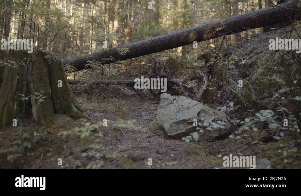 Fallen dead trees Stock Videos & Footage - HD and 4K Video Clips - Alamy