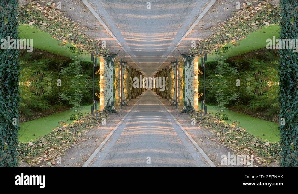 Inverted tree art Stock Videos & Footage - HD and 4K Video Clips - Alamy