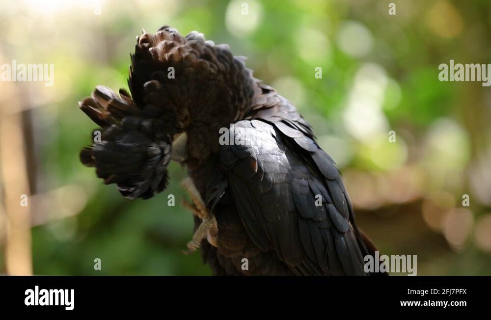 Australian black cockatoo Stock Videos & Footage - HD and 4K Video ...