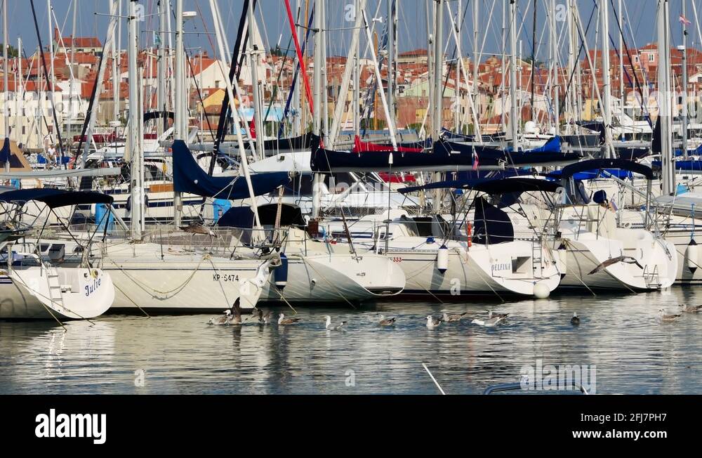 Hunger for fish Stock Videos & Footage - HD and 4K Video Clips - Alamy