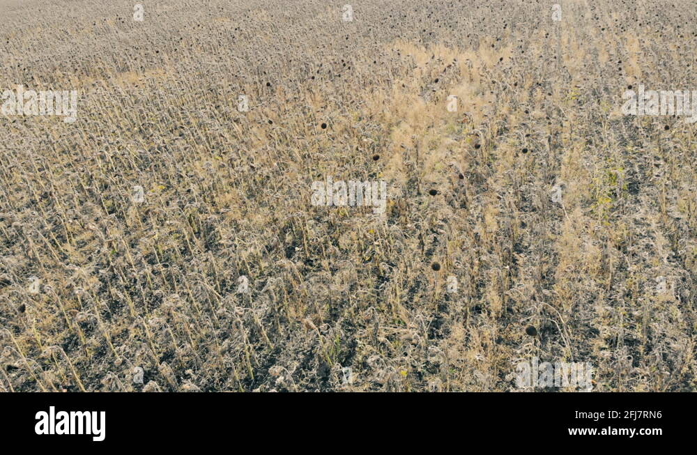 Dead crop and soil Stock Videos & Footage - HD and 4K Video Clips - Alamy