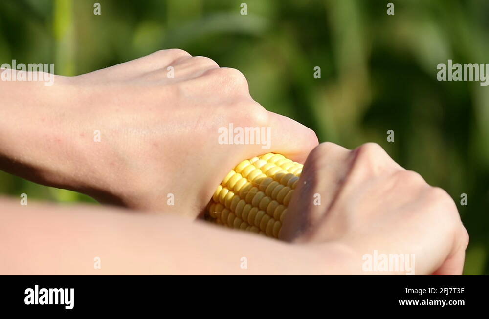 Farmer checking crop corn Stock Videos & Footage - HD and 4K Video ...