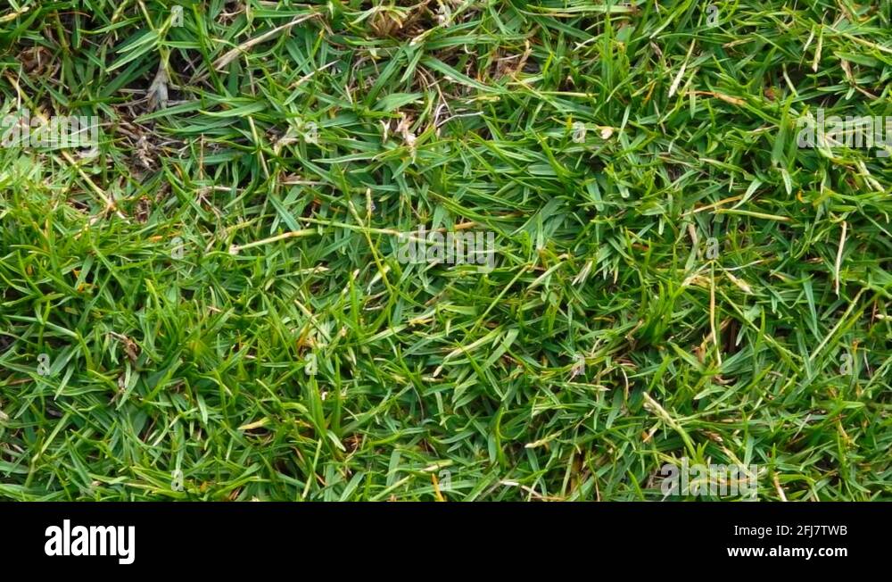Lawn texture Stock Videos & Footage - HD and 4K Video Clips - Alamy