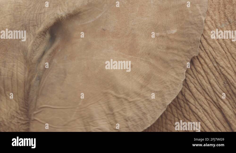 Close up elephants wrinkled ear skin Stock Videos & Footage - HD and 4K ...