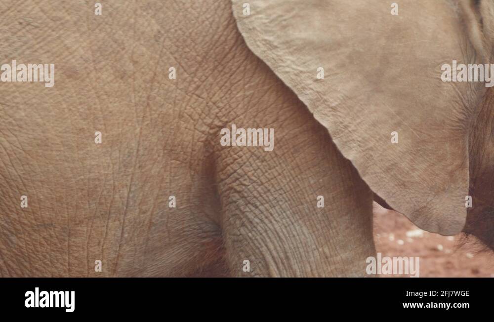 Pan across a baby elephant's face to its legs and tail swinging with ...