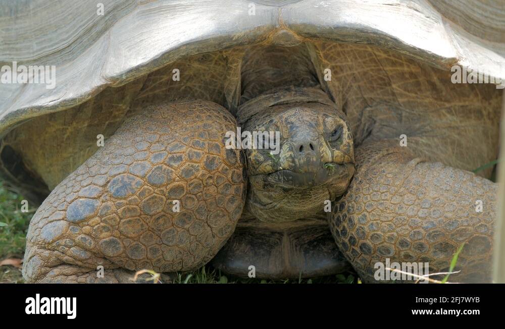 Animals stretching Stock Videos & Footage - HD and 4K Video Clips - Alamy