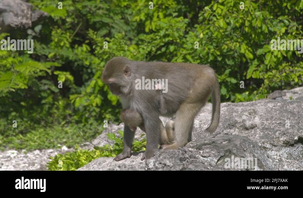 Jungle family Stock Videos & Footage - HD and 4K Video Clips - Alamy