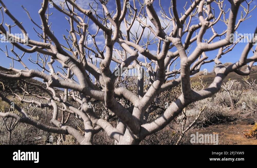 Euphorbia tree Stock Videos & Footage - HD and 4K Video Clips - Alamy
