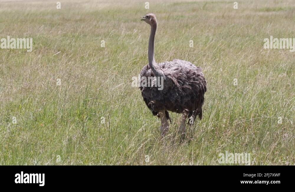 Ostrich in the serengeti national park Stock Videos & Footage - HD and ...