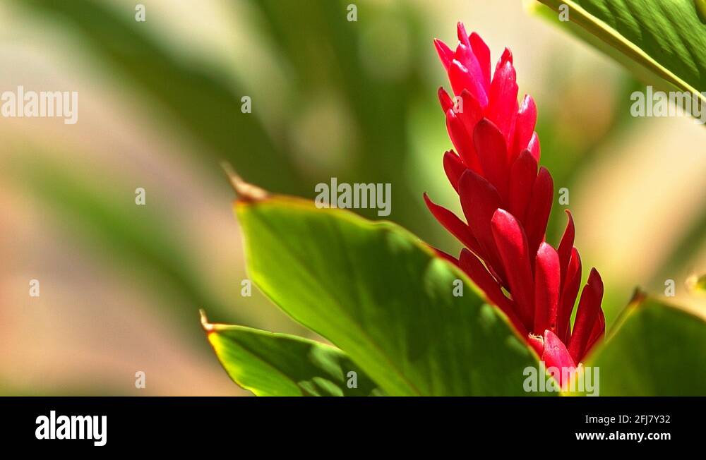 Red shell Stock Videos & Footage - HD and 4K Video Clips - Alamy