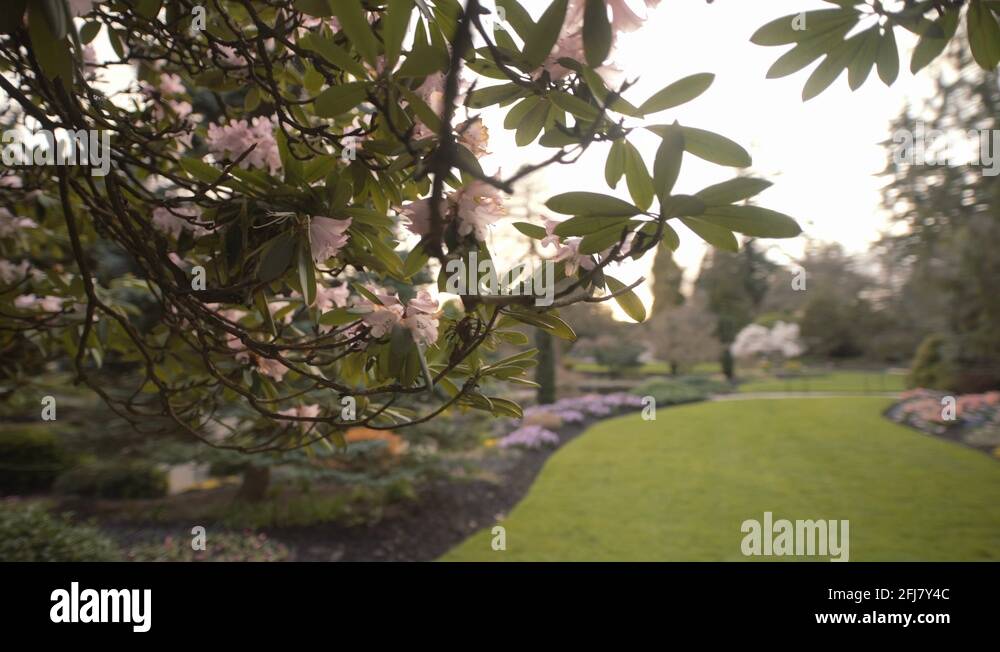 Victoria park tree Stock Videos & Footage - HD and 4K Video Clips - Alamy
