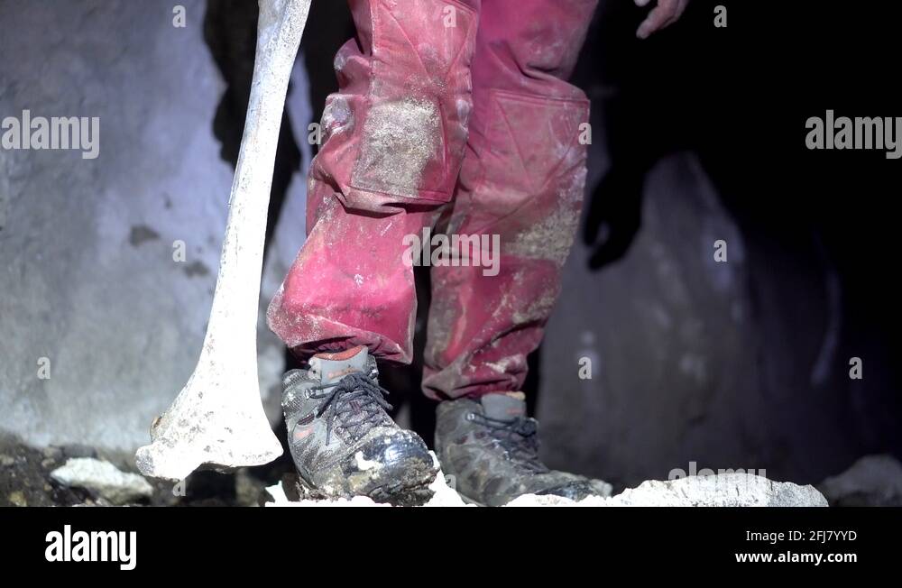 Extinct animal new zealand Stock Videos & Footage - HD and 4K Video ...