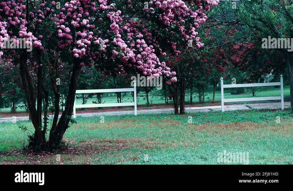 Sakura blooming tree landscape Stock Videos & Footage - HD and 4K Video ...