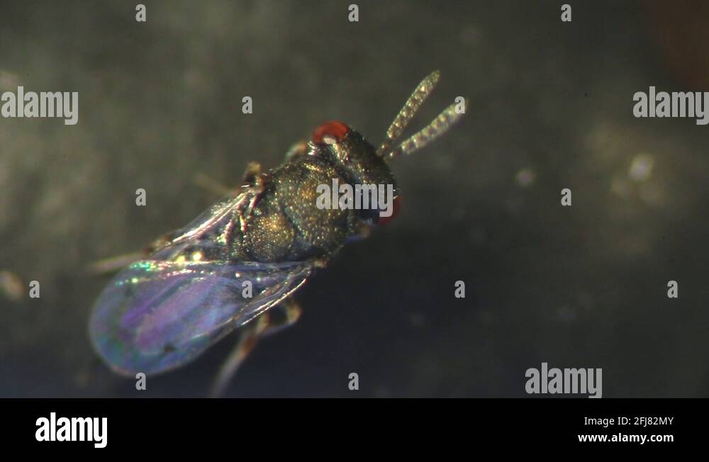 Scary looking wasp Stock Videos & Footage - HD and 4K Video Clips - Alamy