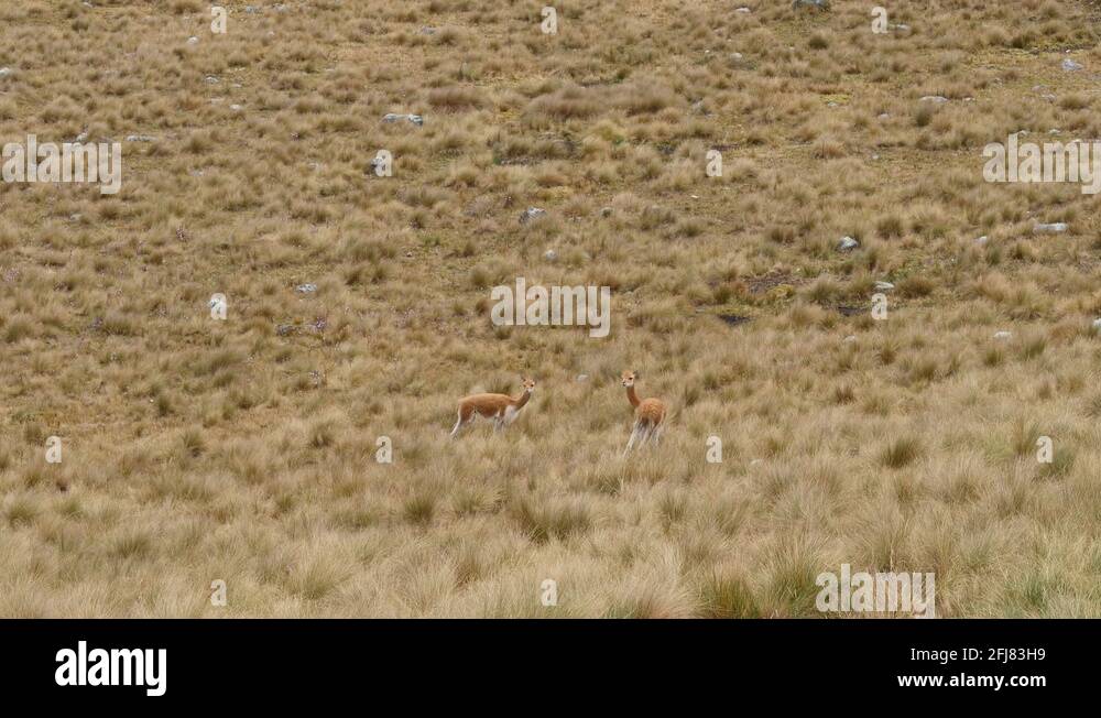 Andes vicunas Stock Videos & Footage - HD and 4K Video Clips - Alamy