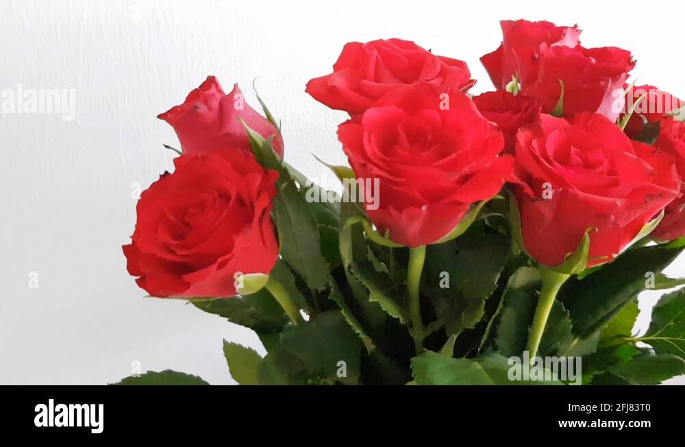 Rich red roses Stock Videos & Footage - HD and 4K Video Clips - Alamy