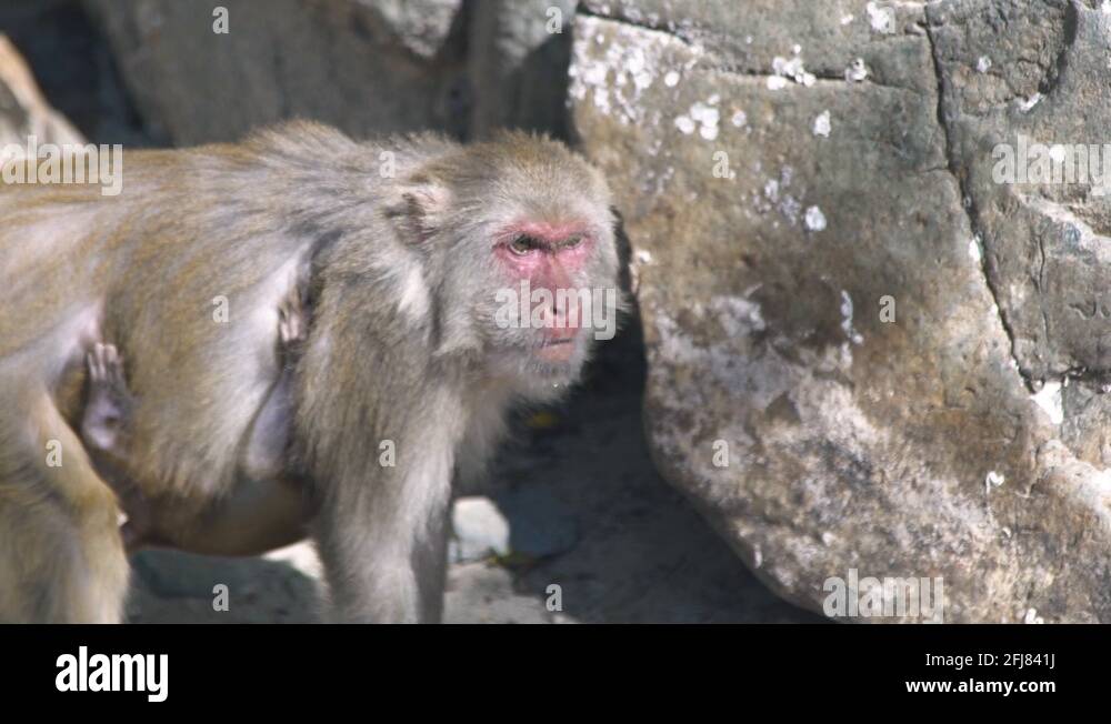 Monkeys and there young Stock Videos & Footage - HD and 4K Video Clips ...