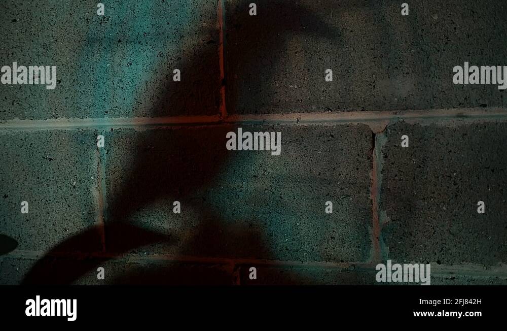 Shadow bird cage Stock Videos & Footage - HD and 4K Video Clips - Alamy