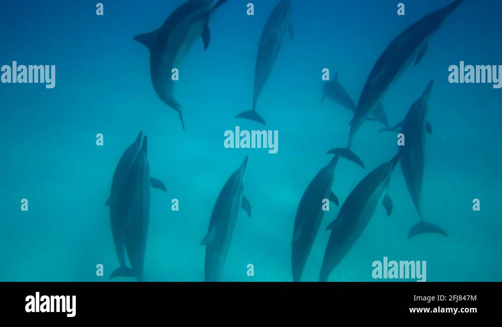 Underwater footage of a pod of spinner dolphins coming to the surface ...