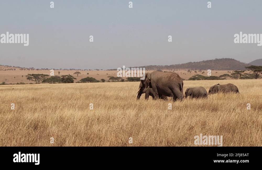 Safari plains Stock Videos & Footage - HD and 4K Video Clips - Alamy