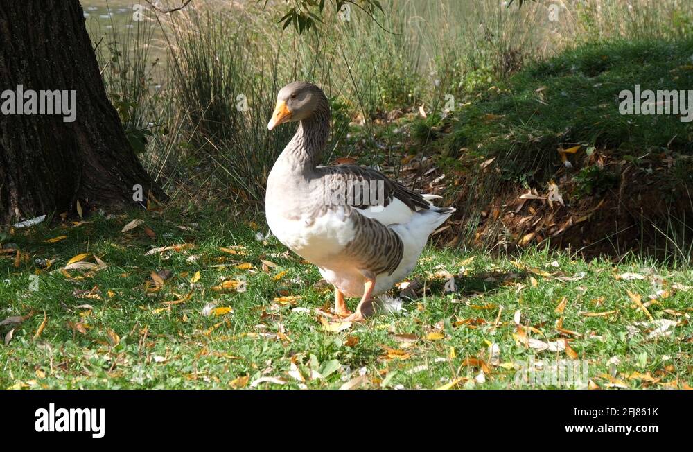 Fat goose Stock Videos & Footage - HD and 4K Video Clips - Alamy