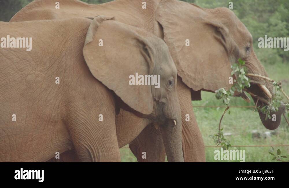 Small tusks Stock Videos & Footage - HD and 4K Video Clips - Alamy