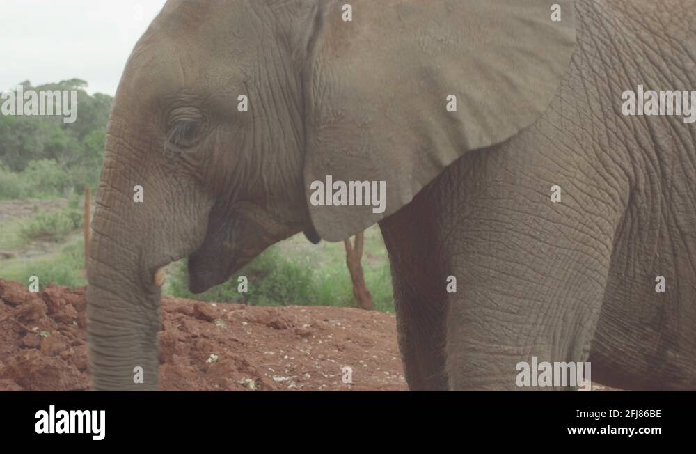 Grab branch Stock Videos & Footage - HD and 4K Video Clips - Alamy