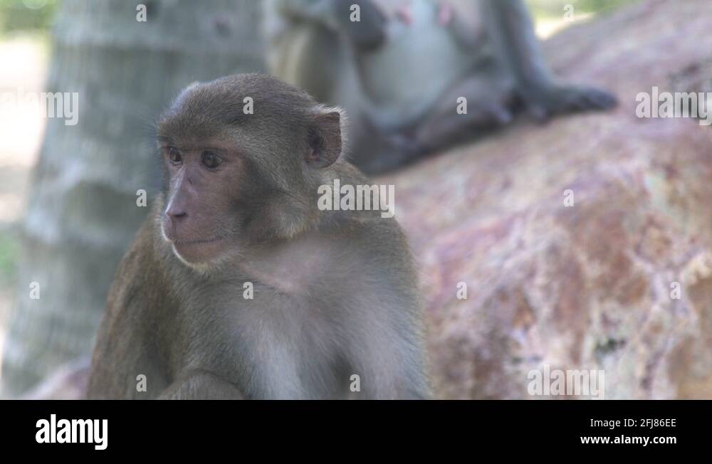 Monkey stone Stock Videos & Footage - HD and 4K Video Clips - Alamy
