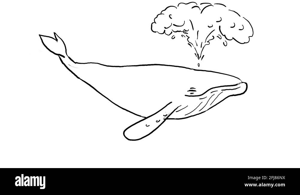 Humpback Whale Swimming Blowing Water Drawing 2D Animation Stock Video ...