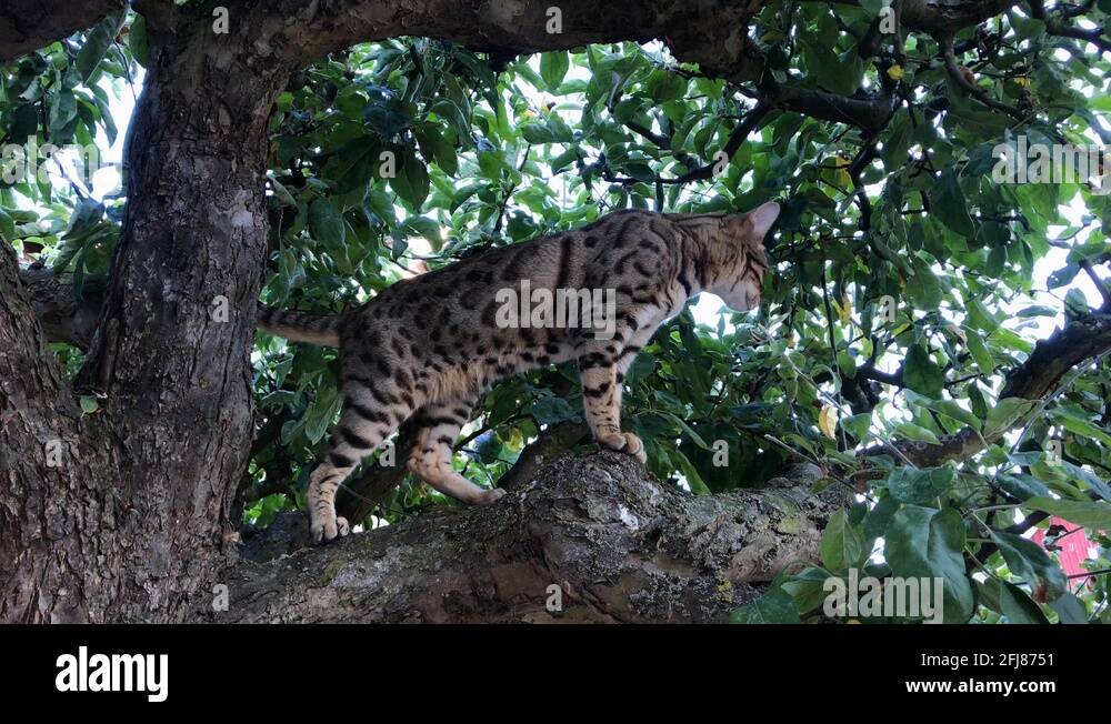 Bengal cat and tree Stock Videos & Footage - HD and 4K Video Clips - Alamy