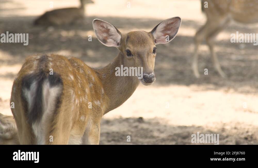 Deer fallow cute animal Stock Videos & Footage - HD and 4K Video Clips ...