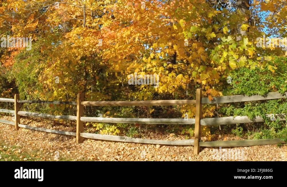 Road scene in oak Stock Videos & Footage - HD and 4K Video Clips - Alamy