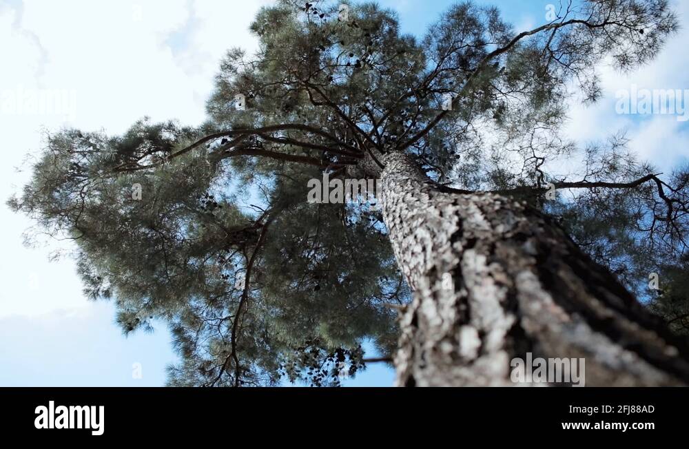 Meter tall Stock Videos & Footage - HD and 4K Video Clips - Alamy