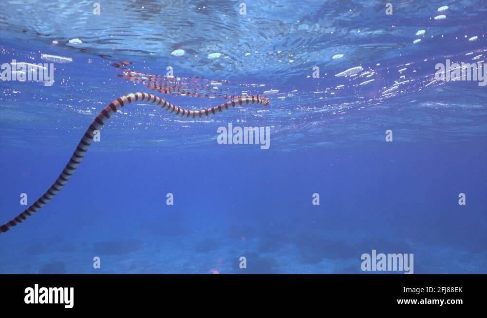 Snake breathing Stock Videos & Footage - HD and 4K Video Clips - Alamy