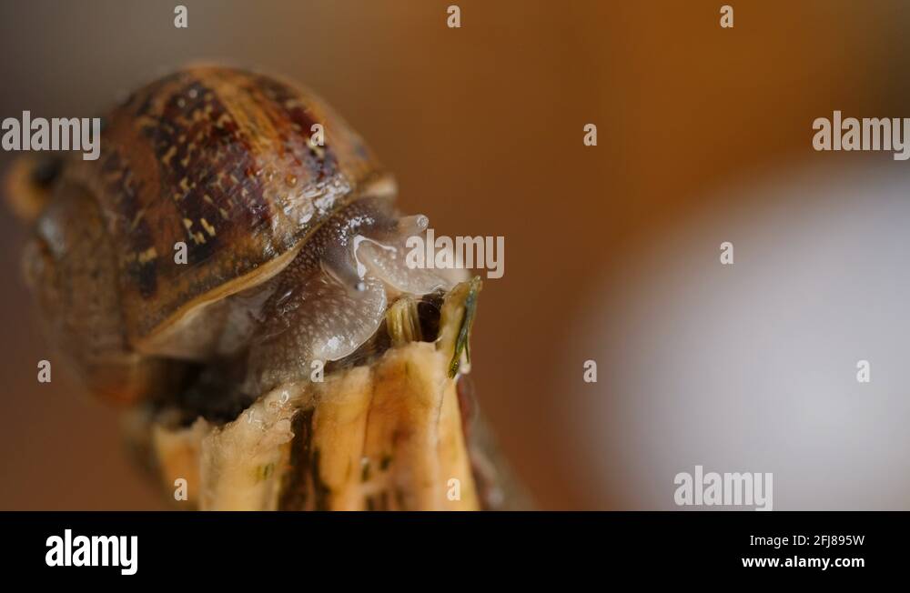 Antenna snail Stock Videos & Footage - HD and 4K Video Clips - Alamy
