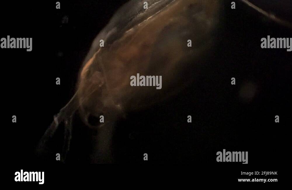 The internal anatomy of microscopic Daphnia Stock Video Footage - Alamy