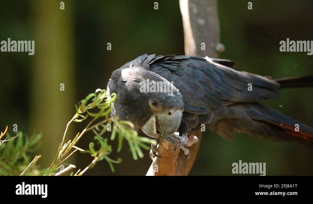 Bird chewing on branch Stock Videos & Footage - HD and 4K Video Clips ...