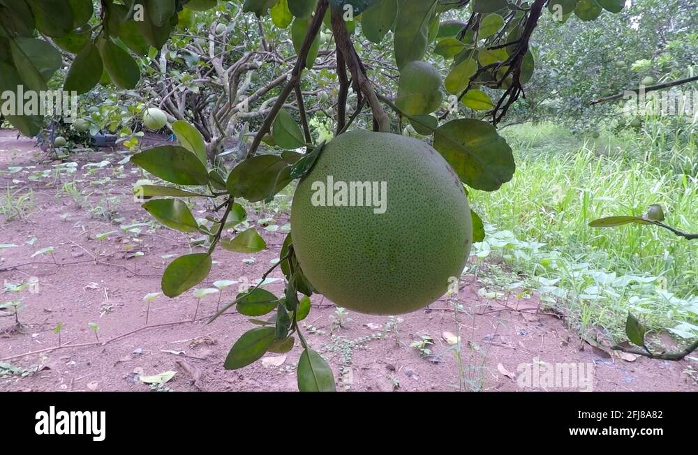 Thailand pomelo farm Stock Videos & Footage - HD and 4K Video Clips - Alamy