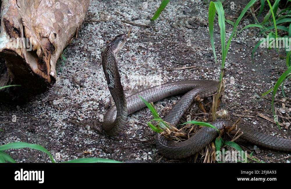 Cobra attack snake Stock Videos & Footage - HD and 4K Video Clips - Alamy