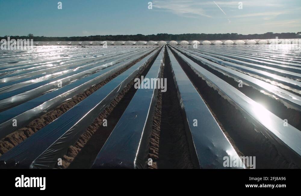Black plastic sheeting stretched out in rows on agricultural farm at ...