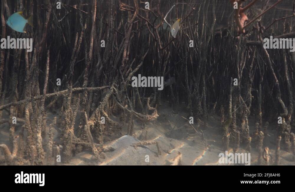 Mangrove roots underwater Stock Videos & Footage - HD and 4K Video ...
